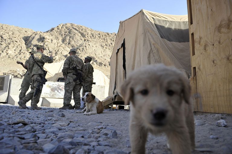 Celebrate National Puppy Day with These Adorable WAR PUPS
