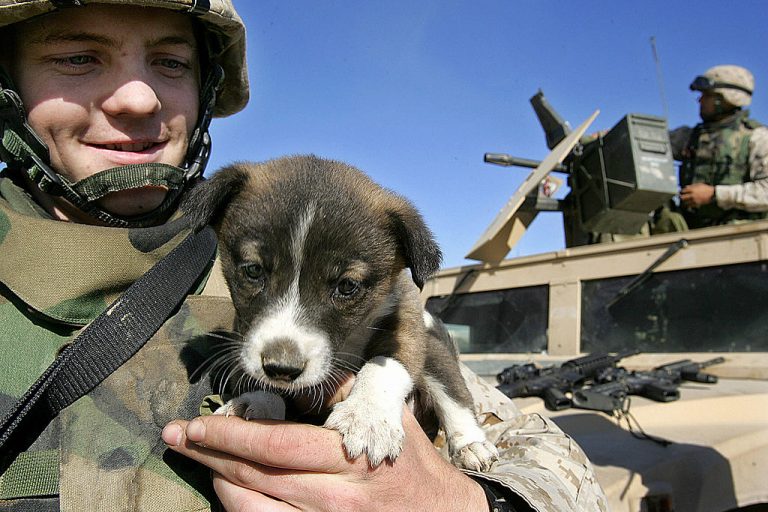 Celebrate National Puppy Day with These Adorable WAR PUPS