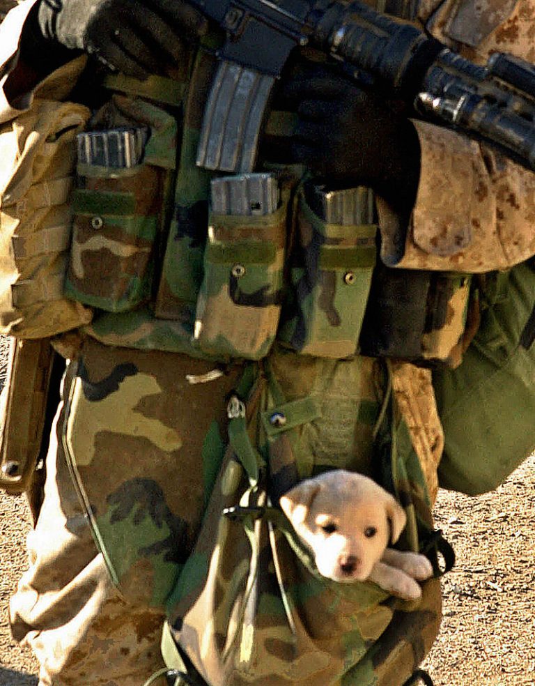 Celebrate National Puppy Day with These Adorable WAR PUPS