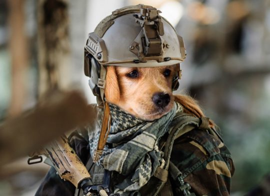 Celebrate National Puppy Day with These Adorable WAR PUPS