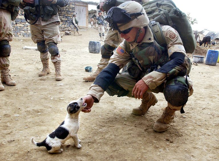 Celebrate National Puppy Day with These Adorable WAR PUPS