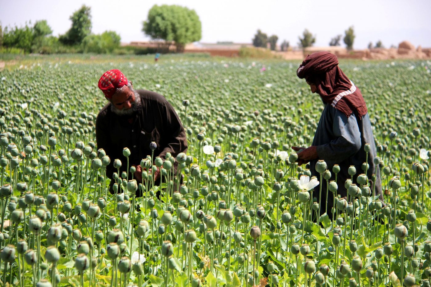 Afghan Opium Production Skyrockets Under Taliban
