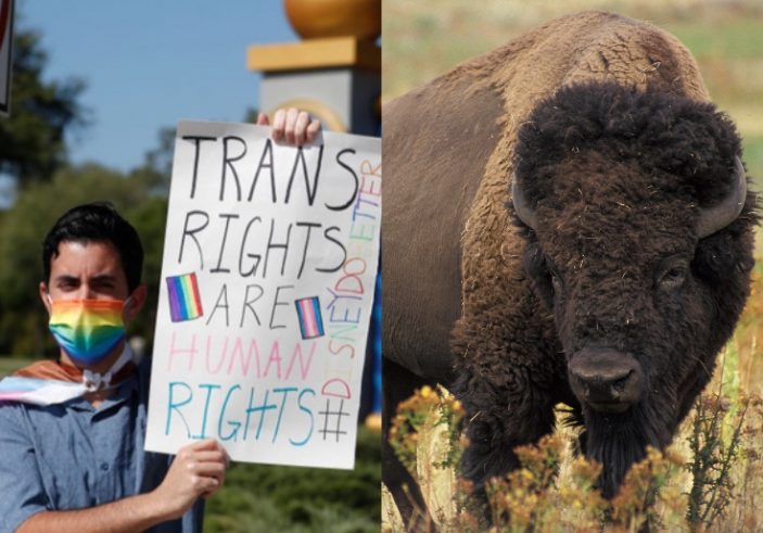 Netflix Cancels Show Featuring 'Nonbinary' Buffalo